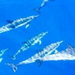 Los Gigantes: Whales and Dolphin Watching Cruise with Lunch - Who Should Book This Tour?