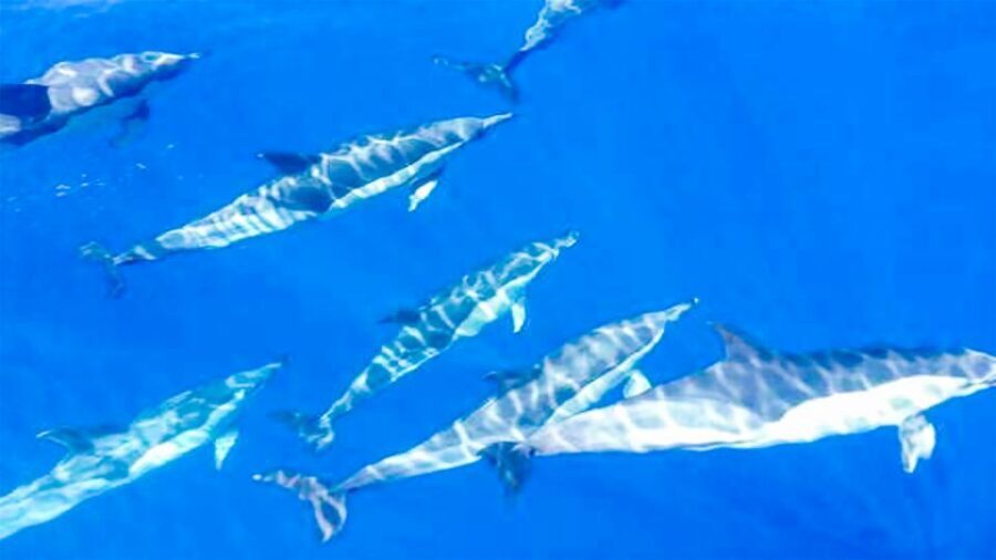 Los Gigantes: Whales and Dolphin Watching Cruise with Lunch - Who Should Book This Tour?
