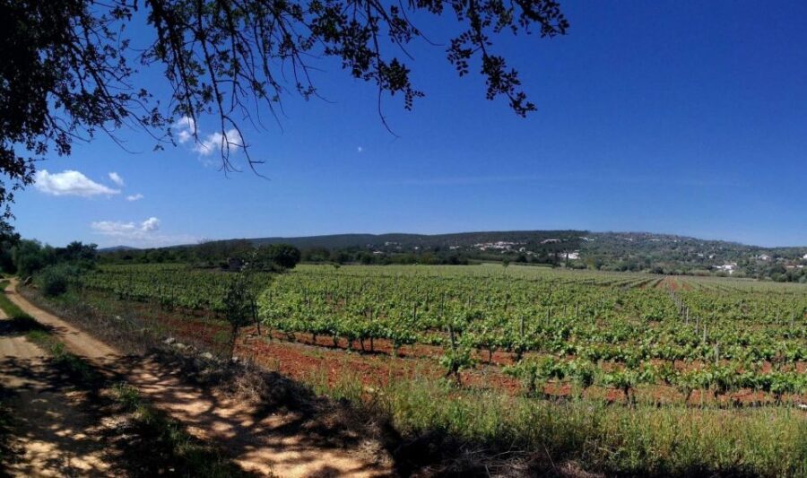 Loulé: Quinta da Tôr Winery Guided Tour and Wine Tasting - The Main Attraction: Wine Tasting