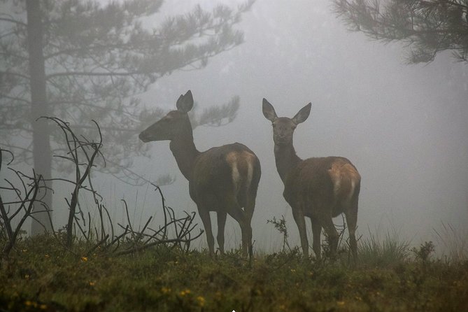 Lousa Mountain Private Tour - Discovering the Lousã Mountain Private Tour: An Authentic Escape from Coimbra