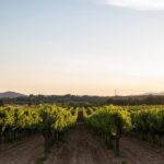 Luberon: Vineyard Tour and Wine Tasting - What to Expect During the Tour