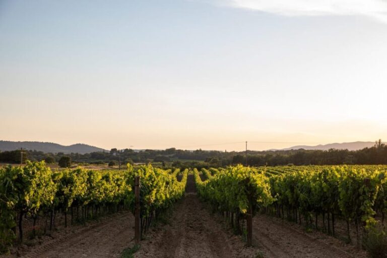 Luberon: Vineyard Tour and Wine Tasting - What to Expect During the Tour