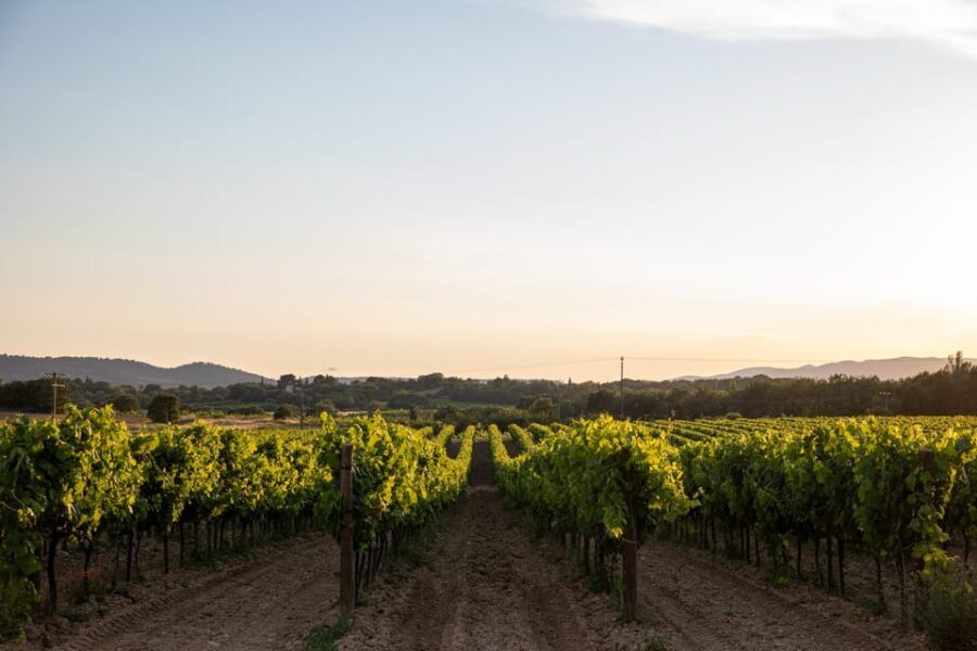 Luberon: Vineyard Tour and Wine Tasting - What to Expect During the Tour