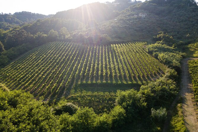 Lucca - Wine tasting at Tenuta Mareli - Lucca - Wine Tasting at Tenuta Mareli: An Authentic Sip of Tuscany