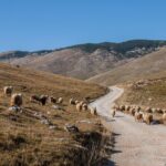 Lukomir Village Tour - From Sarajevo - Transportation and Logistics