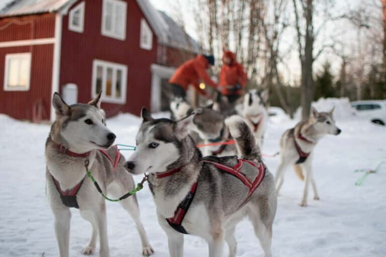 Luleå: Drive your own Husky team, 10km - Whats Included and Whats Not