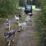 Luleå: Training Husky Team - The Itinerary: What to Expect