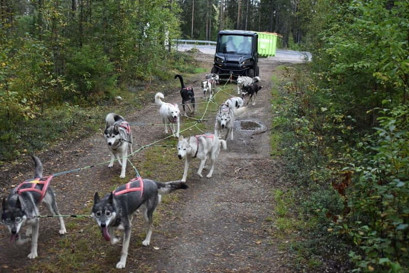 Luleå: Training Husky Team - The Itinerary: What to Expect