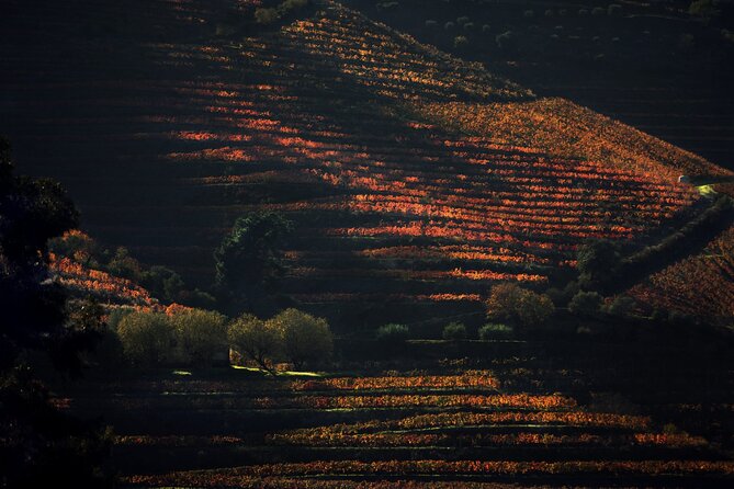 Lunch and Wine Tasting in the Douro Valley Region - Key Points