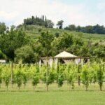 Lunch in the garden and Wine Tasting - Who Should Consider This Tour?