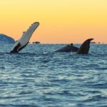 Luxury Whale Watching From Tromso - Small group and local guide - The Real Value of This Tour