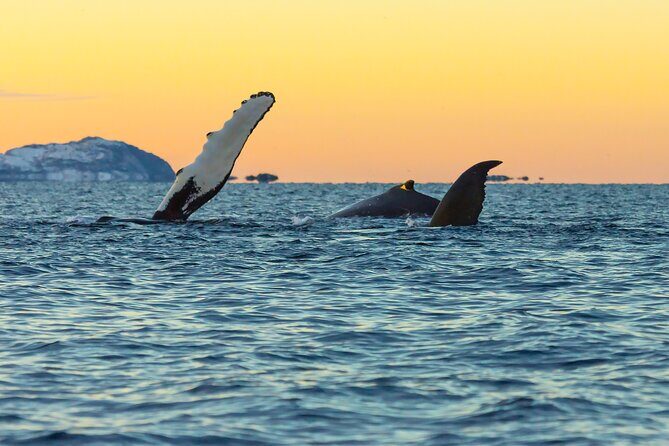 Luxury Whale Watching From Tromso - Small group and local guide - The Real Value of This Tour