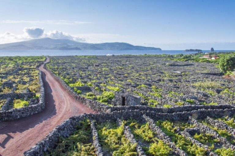 Madalena: Criação Velha Walking Tour - Exploring Historic Mansions and Agricultural Heritage