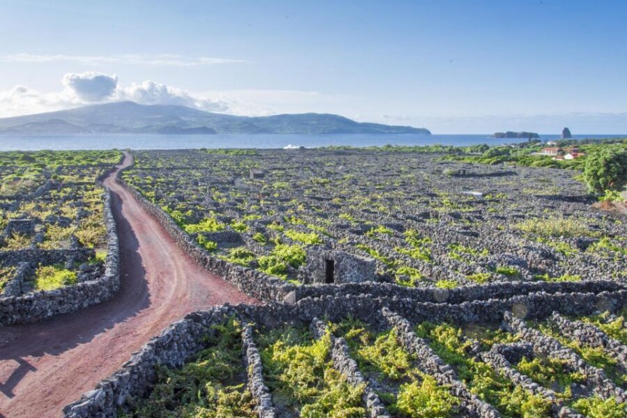 Madalena: Criação Velha Walking Tour - Exploring Historic Mansions and Agricultural Heritage