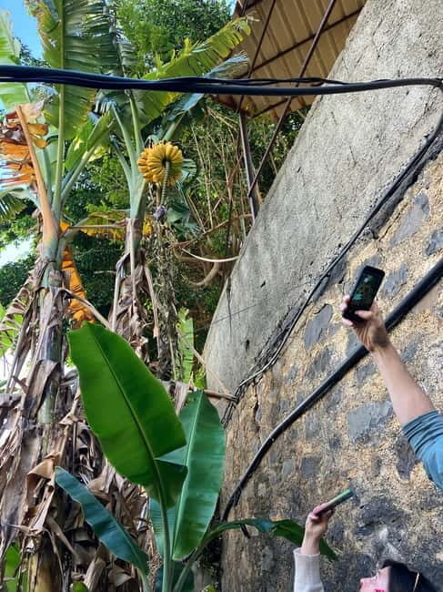 Madeira: Banana Plantation Guided Tour with Tasting - Pricing and Value