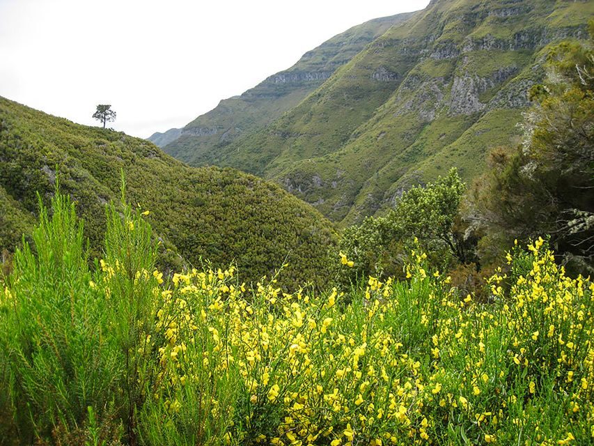 Madeira: Enjoy a Guided Levada Walk in the Rabaçal Valley - The Experience: A Well-Organized and Rewarding Day