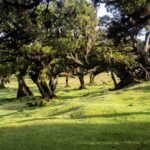 Madeira: Fanal Forest and Cabo Girão for Cruise Ship - Fanal Forest: A Fairy Tale Come to Life