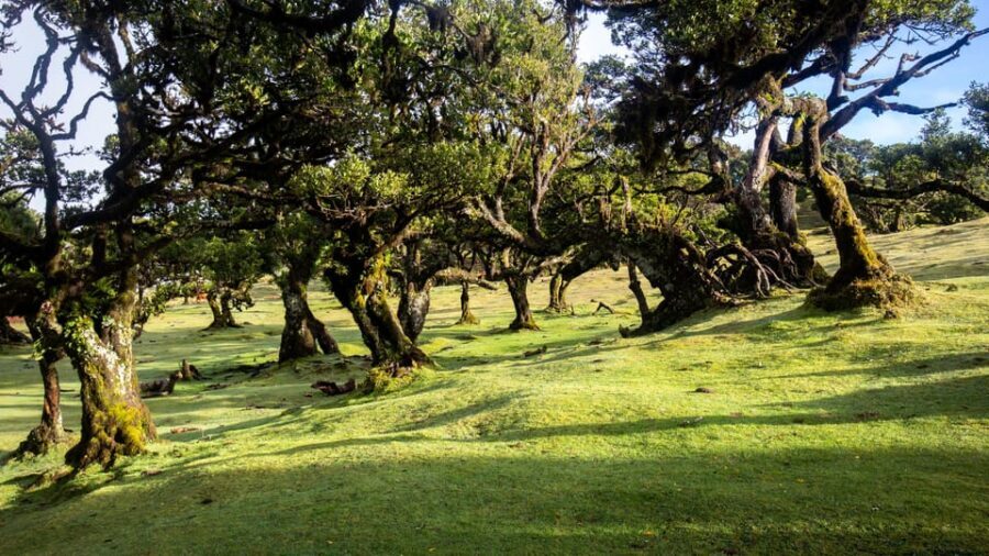 Madeira: Fanal Forest and Cabo Girão for Cruise Ship - Fanal Forest: A Fairy Tale Come to Life