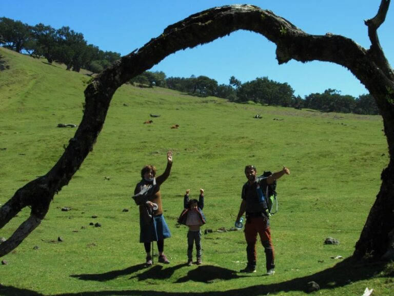 Madeira: Fanal Forest Guided Hiking Tour - Detailed Itinerary Breakdown