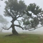 Madeira: Fanal Forest Tree Connection Ceremony & Picnic - Frequently Asked Questions