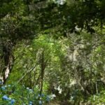 Madeira: Full-Day Laurel Forest Guided Walking Tour - FAQs