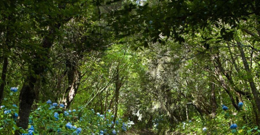 Madeira: Full-Day Laurel Forest Guided Walking Tour - FAQs