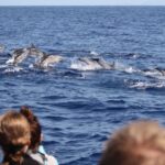 Madeira: Guaranteed Whales or Dolphins Watching Tour - The Experience on the Water