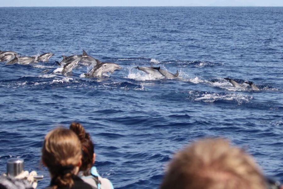 Madeira: Guaranteed Whales or Dolphins Watching Tour - The Experience on the Water