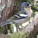 Madeira: Guided Full-Day Rabaçal Walk - Authentic Traveler Insights