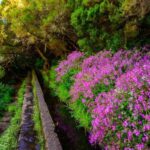 MADEIRA ISLAND WALK - 25 FOUNTAINS LEVADA - What to Expect from the Tour