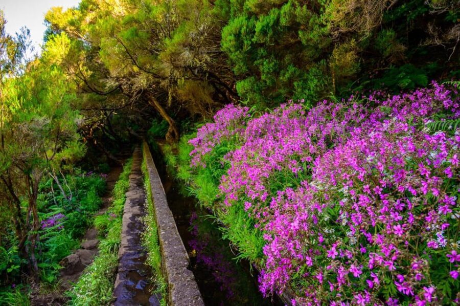 MADEIRA ISLAND WALK - 25 FOUNTAINS LEVADA - What to Expect from the Tour