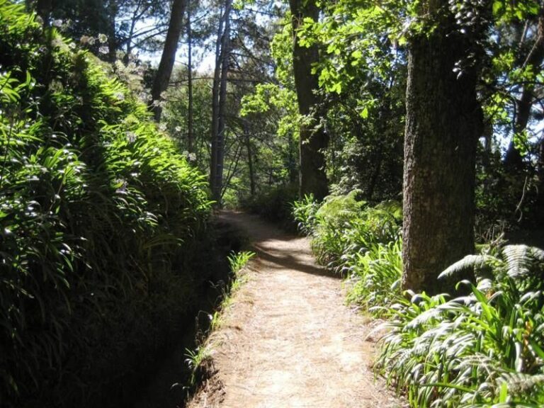 Madeira: Paradise Valley Levada Walk - What Real Travelers Say