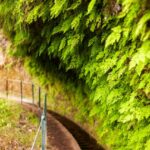 Madeira: PR 18 - Levada do Rei Hike Transfer - What’s Included and What to Bring