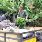 Madeira: Private Banana Farm Tour with Pickup - What’s Included and What to Keep in Mind