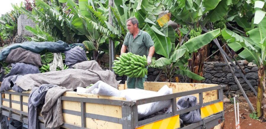Madeira: Private Banana Farm Tour with Pickup - What’s Included and What to Keep in Mind