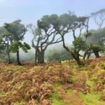 Madeira: Private Guided Vereda do Fanal Walk PR13 - An In-Depth Look at the Experience