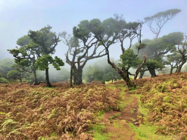 Madeira: Private Guided Vereda do Fanal Walk PR13 - An In-Depth Look at the Experience