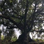 Madeira: Private Tour of Fanal Forest - Scene Setting: The Landscape and Walk