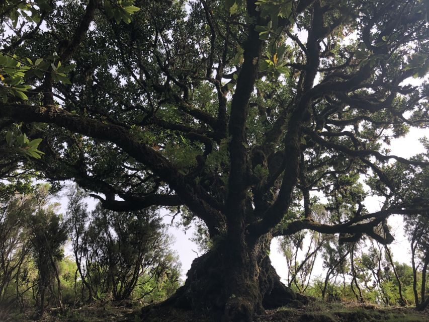 Madeira: Private Tour of Fanal Forest - Scene Setting: The Landscape and Walk