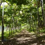Madeira - Vineyard Tour Wine Tasting - Included - Deep Dive into the Itinerary