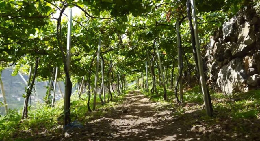 Madeira - Vineyard Tour Wine Tasting - Included - Deep Dive into the Itinerary