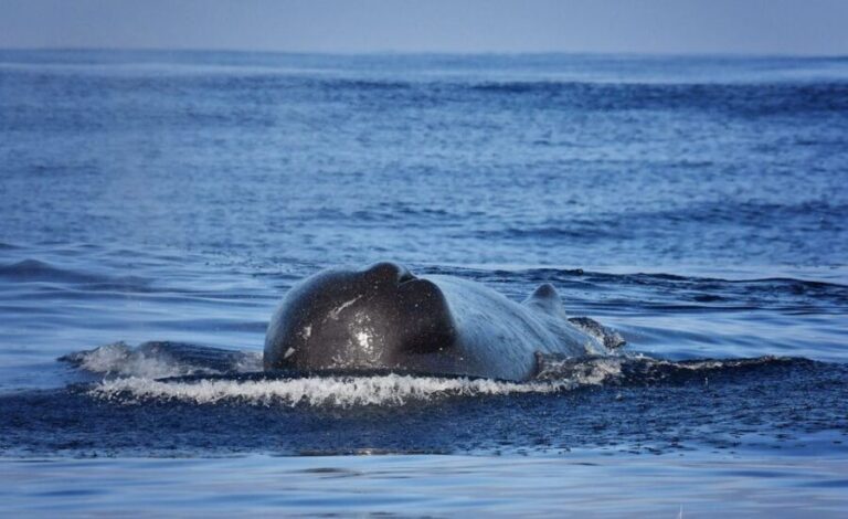Madeira: Whale Watching Excursion in a Traditional Vessel - What Sets This Tour Apart