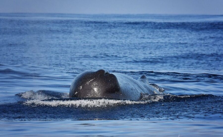 Madeira: Whale Watching Excursion in a Traditional Vessel - What Sets This Tour Apart