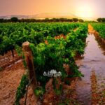 Madrid: Luxury Winner and Ribera del Duero Tour - What This Tour Means for You