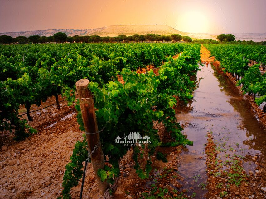 Madrid: Luxury Winner and Ribera del Duero Tour - What This Tour Means for You