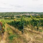 Madrid: Ribera and Rioja Wine Private Trip with Tastings - An In-Depth Look at the Experience