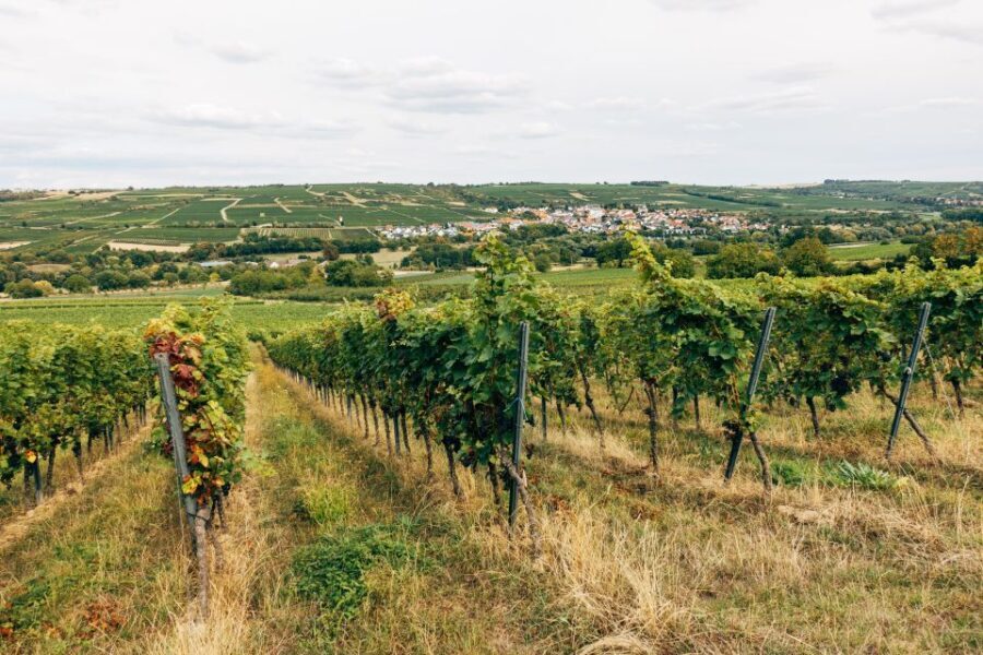 Madrid: Ribera and Rioja Wine Private Trip with Tastings - An In-Depth Look at the Experience