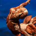 Magdeburg: Ticket for the BODY WORLDS exhibition - Who Should Visit?