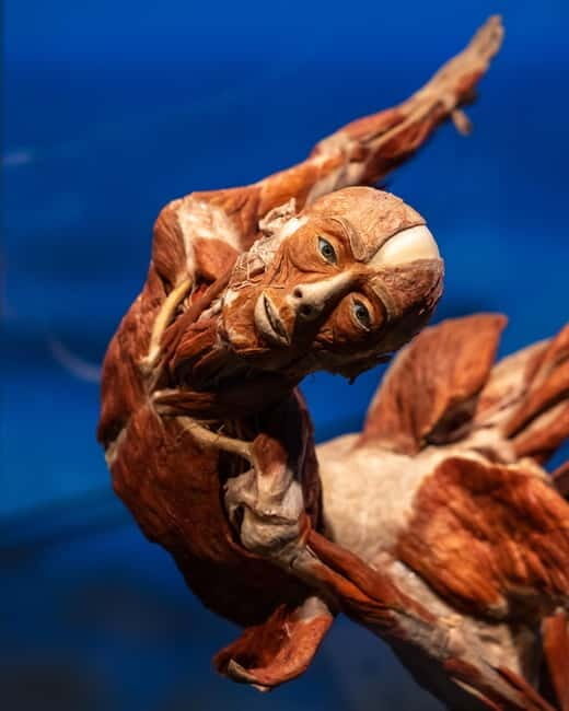 Magdeburg: Ticket for the BODY WORLDS exhibition - Who Should Visit?
