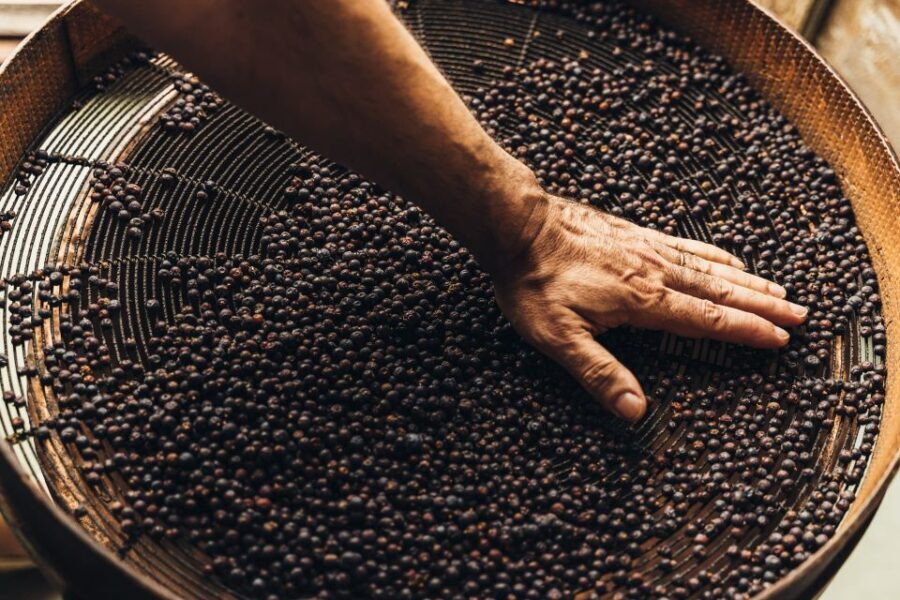 Mahón: Gin Distillery Tour with Tasting & Appetizers - Who Will Love This Tour?
